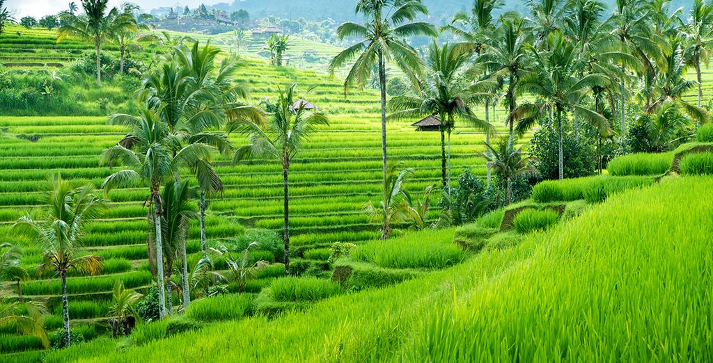 Combiné hôtel Ubud Wana 4* et Holiday Inn Benoa 5* - Ubud - Jusqu'à -70 ...